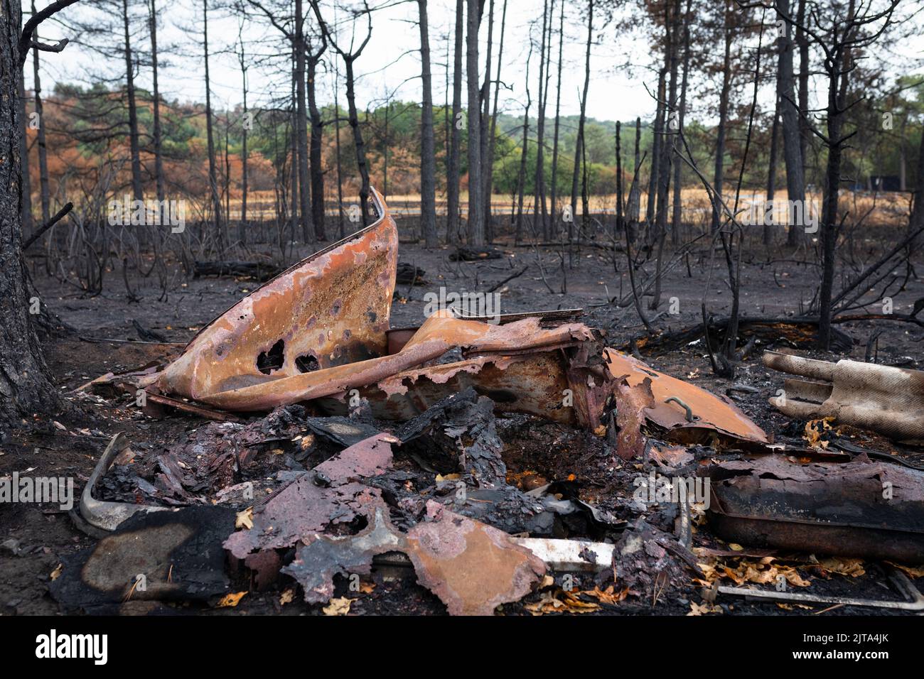 Burnt forest in Brittany, France Stock Photo - Alamy