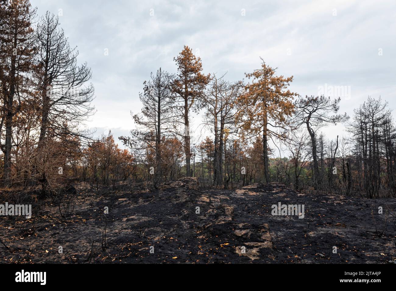 Forest fire smoke burnt trees hi-res stock photography and images - Alamy
