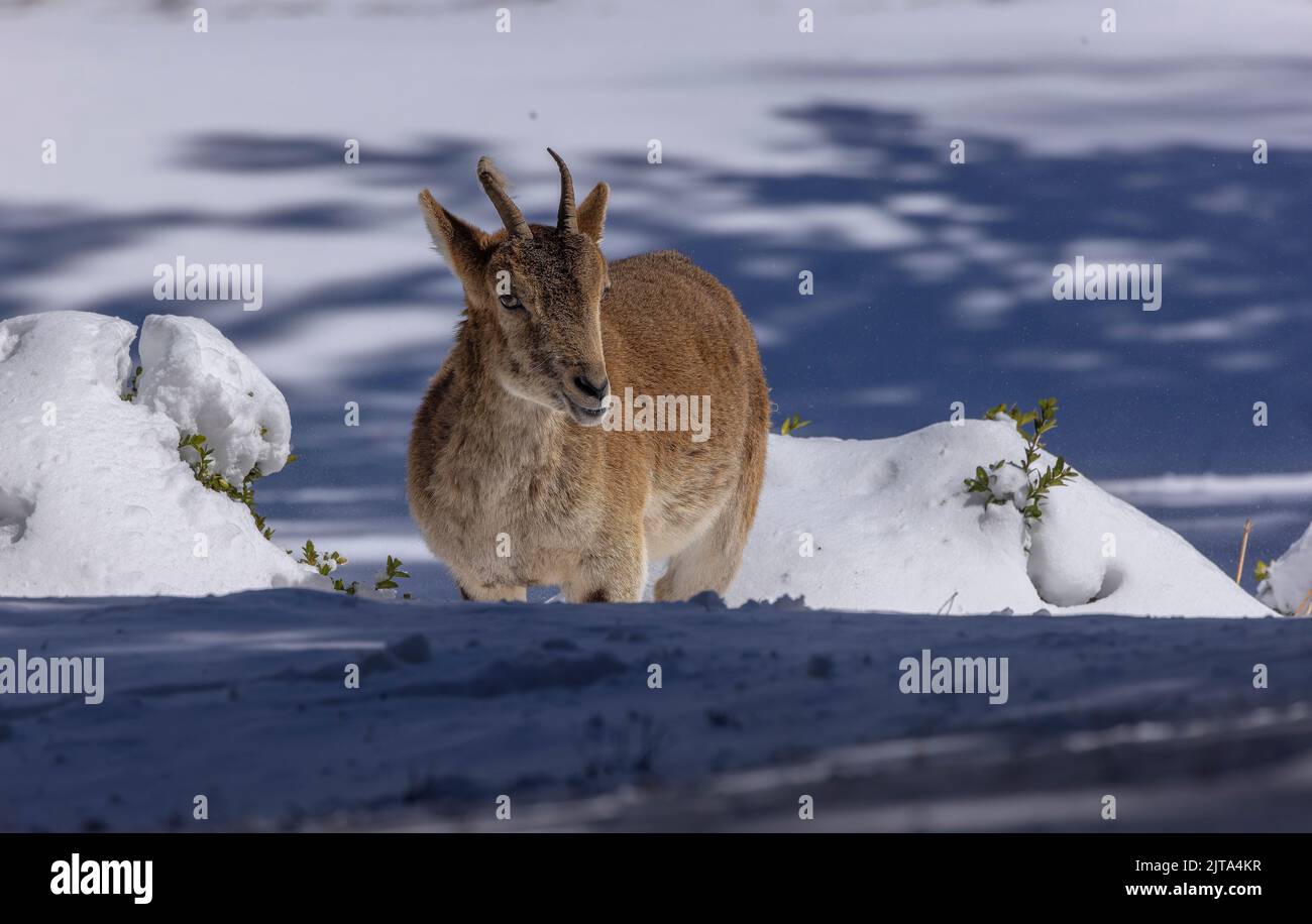 Young Iberian ibex or Spanish ibex, Capra pyrenaica, in winter snow in ...