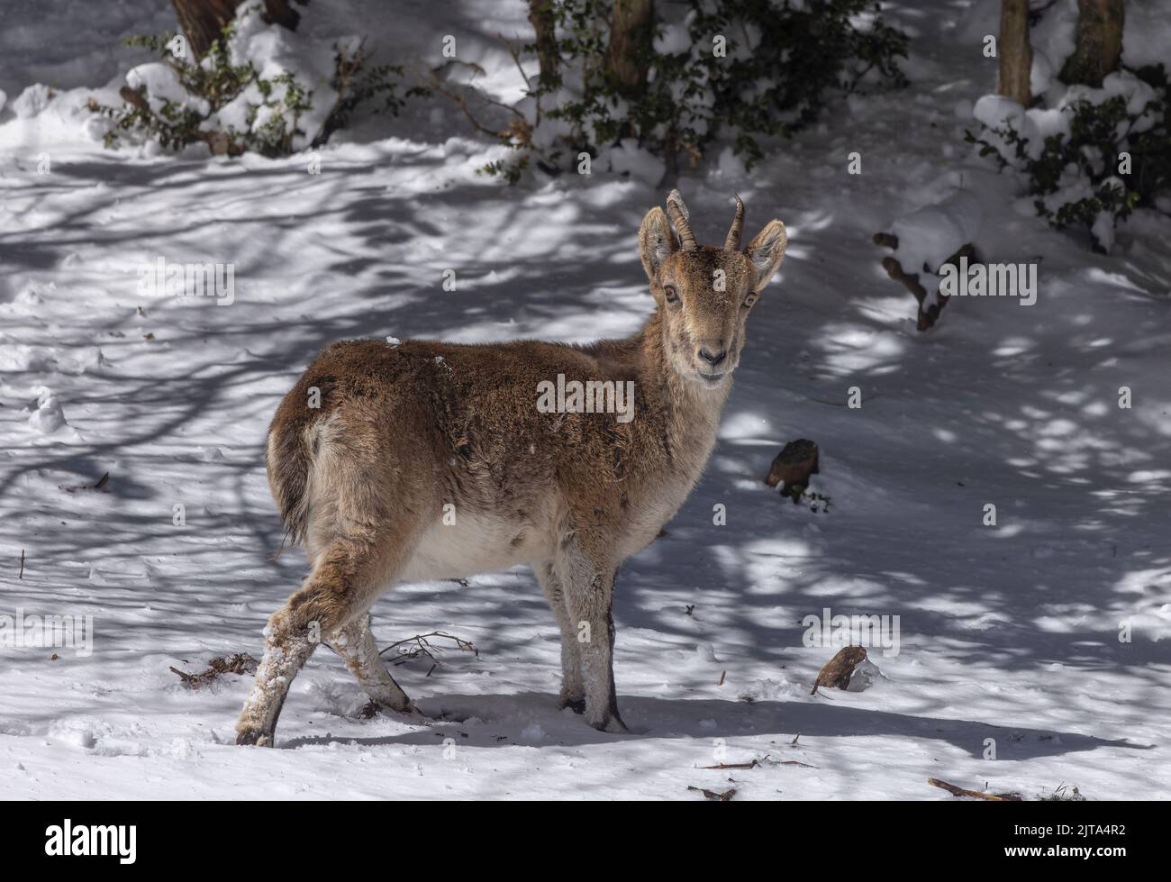 Pyrenean ibex in the snow capra pyrenaica hi-res stock photography and ...