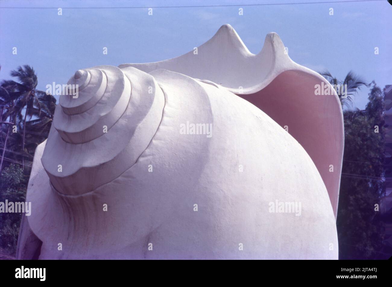 Huge Conch, Single Picture Story Stock Photo - Alamy