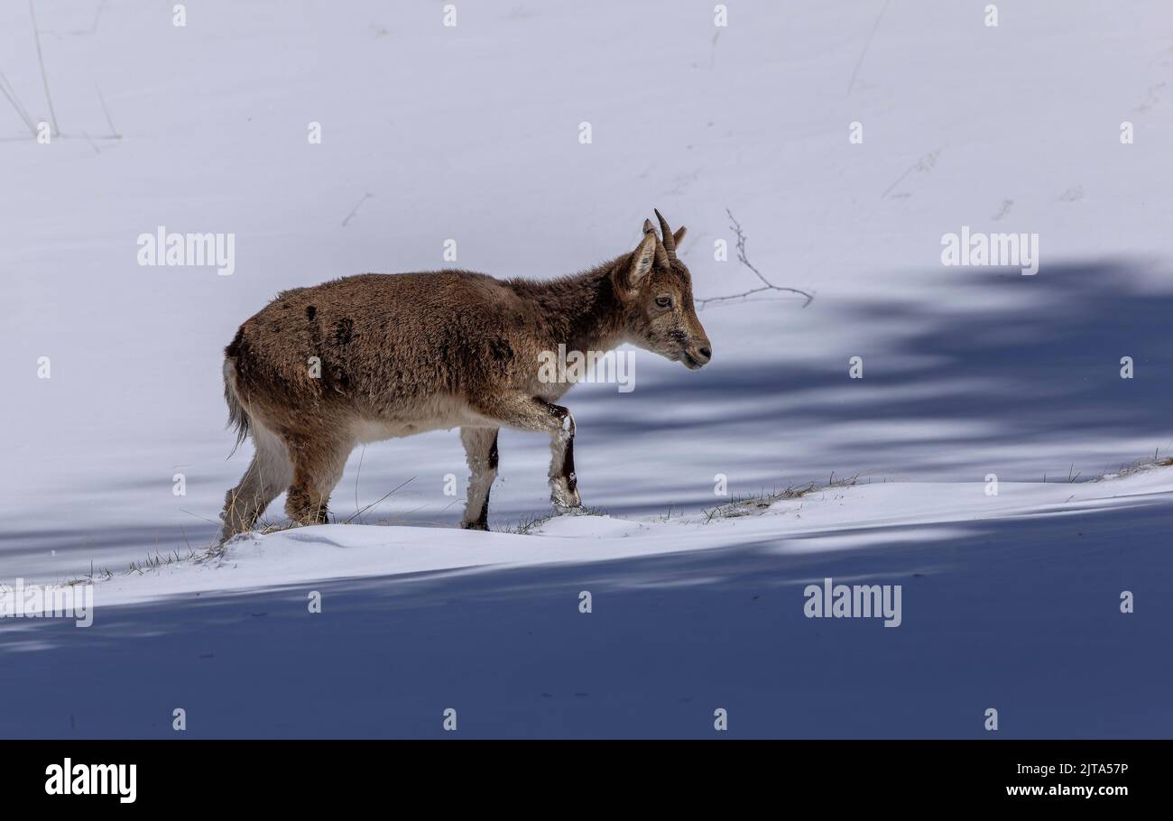Pyrenean ibex snow hi-res stock photography and images - Alamy