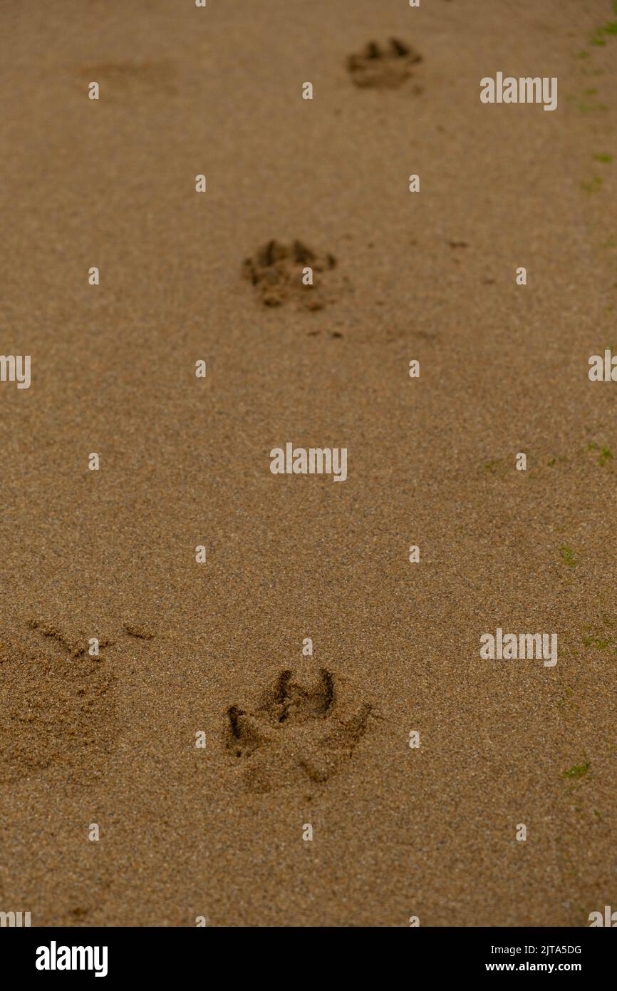 A vertical shot of dog paws on a beach sand Stock Photo - Alamy