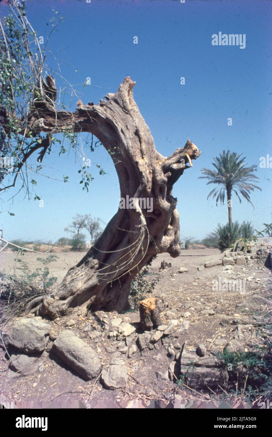 Single Picture Story, Inhuman Agonies to be born & Butchered Stock ...