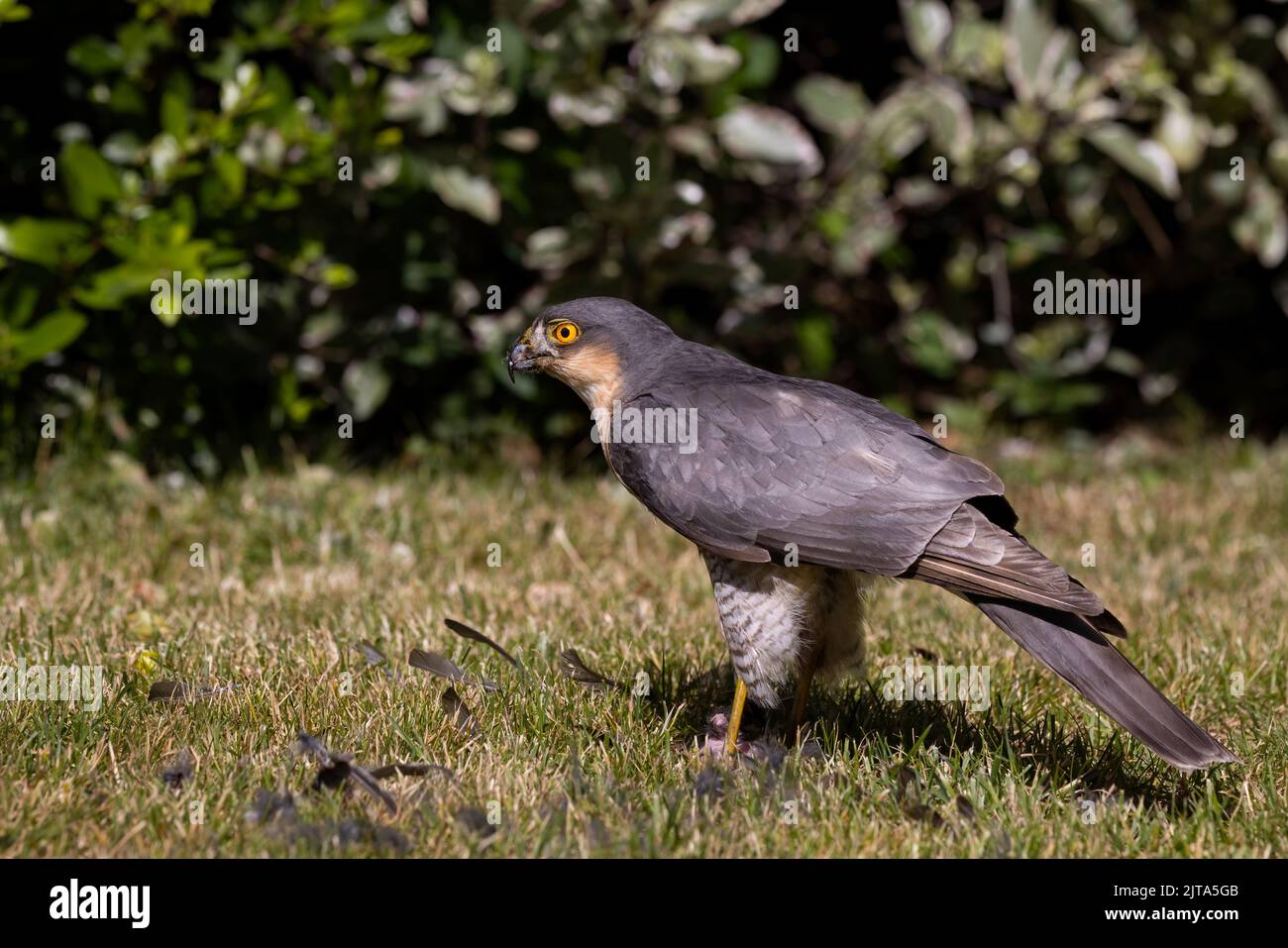 Male Sparrowhawk eating prey Stock Photo - Alamy
