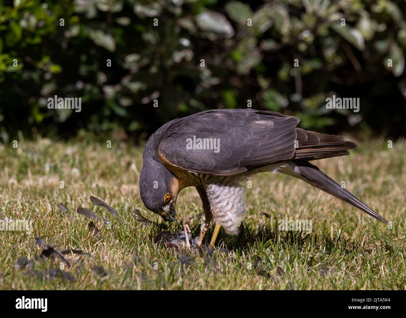 Male Sparrowhawk eating prey Stock Photo - Alamy