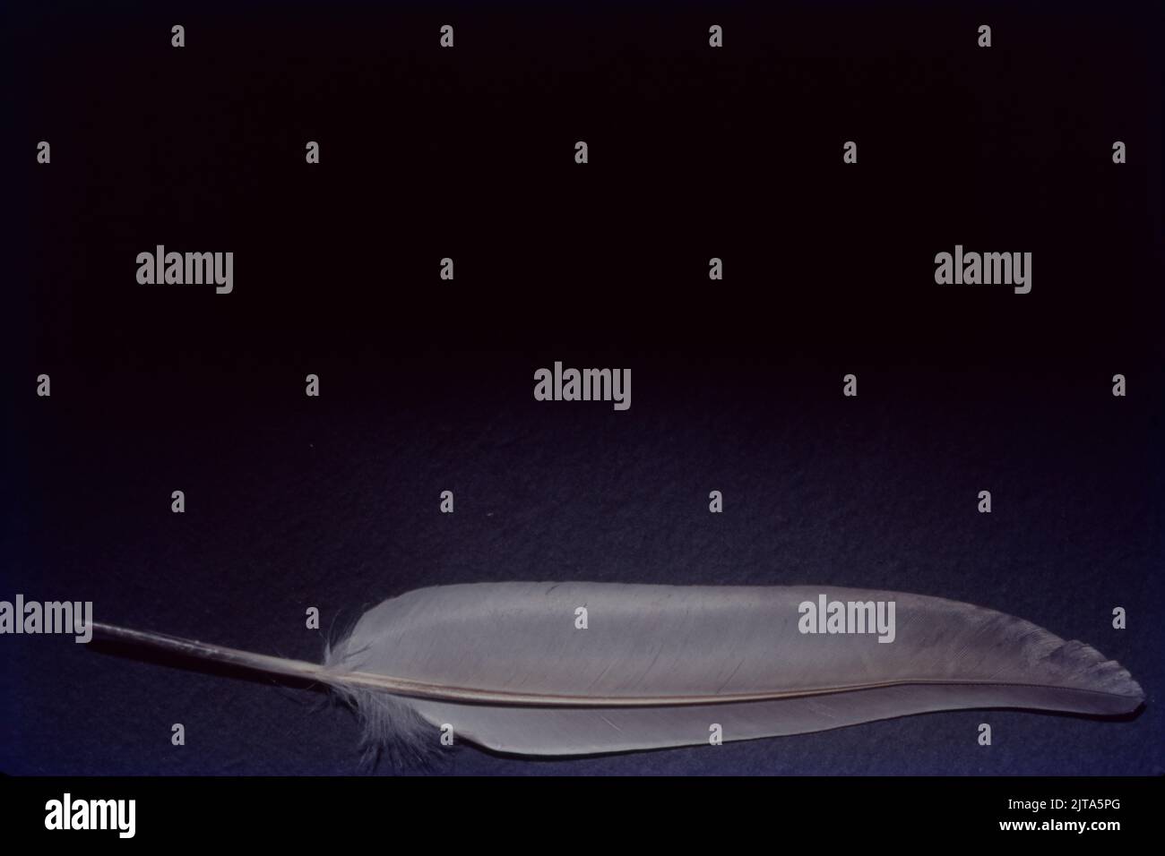 Single Picture Story, Feather Stock Photo - Alamy