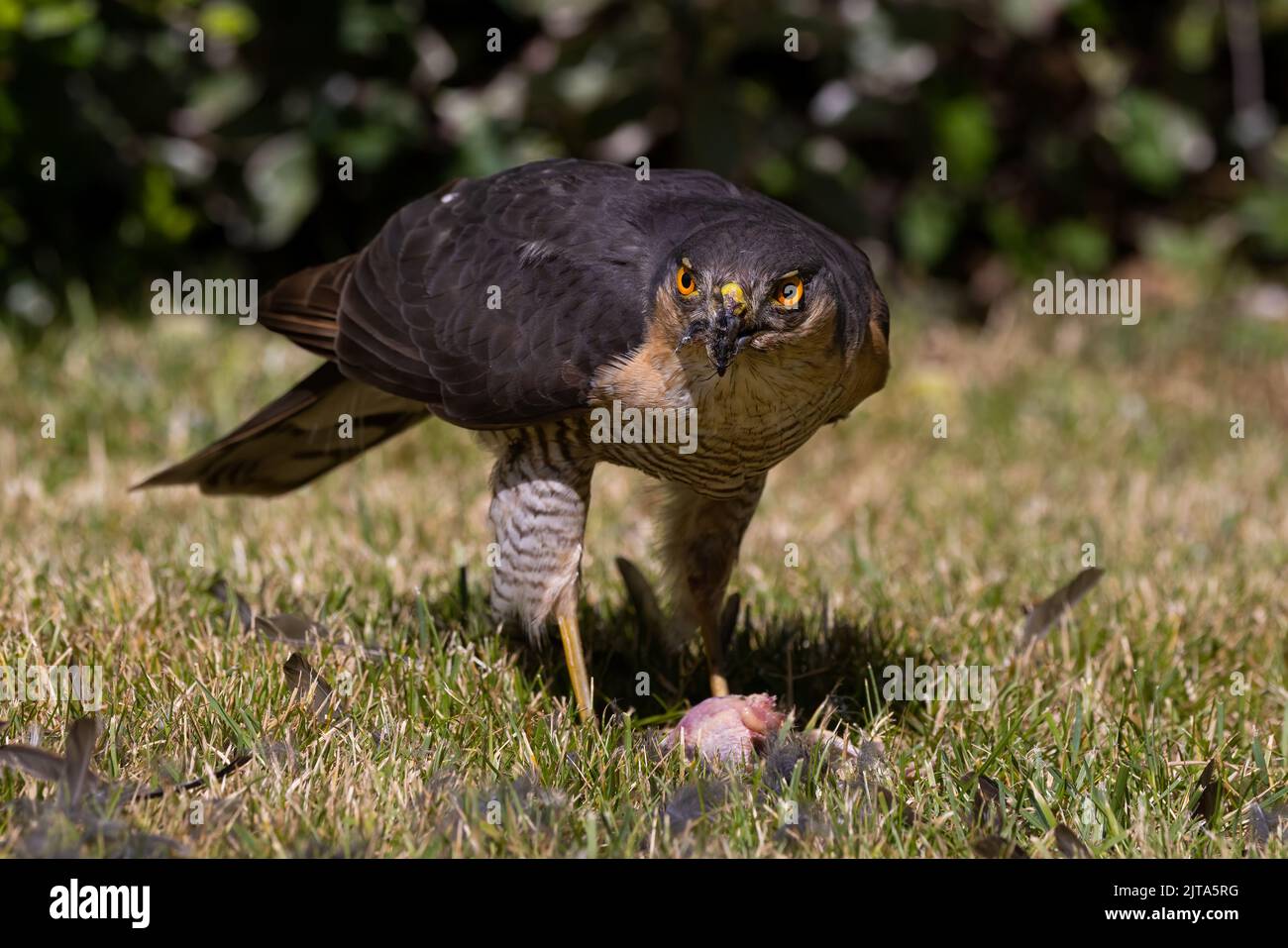 Male Sparrowhawk eating prey Stock Photo - Alamy
