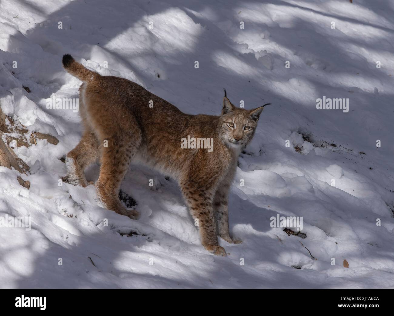Eurasian lynx lynx lynx in the snow hi-res stock photography and images ...