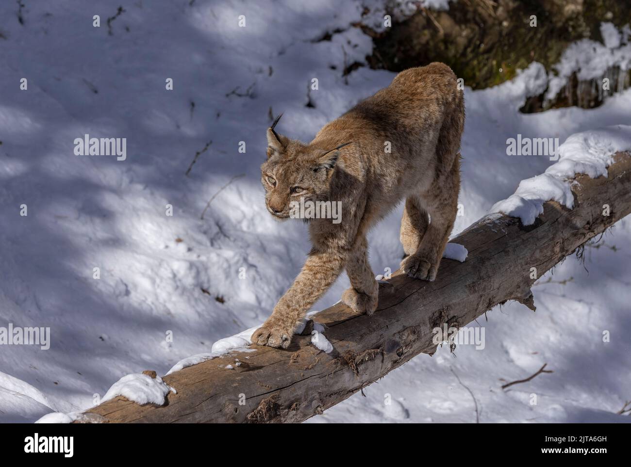 Eurasian lynx, Lynx lynx, crossing log in the snow in late winter Stock ...