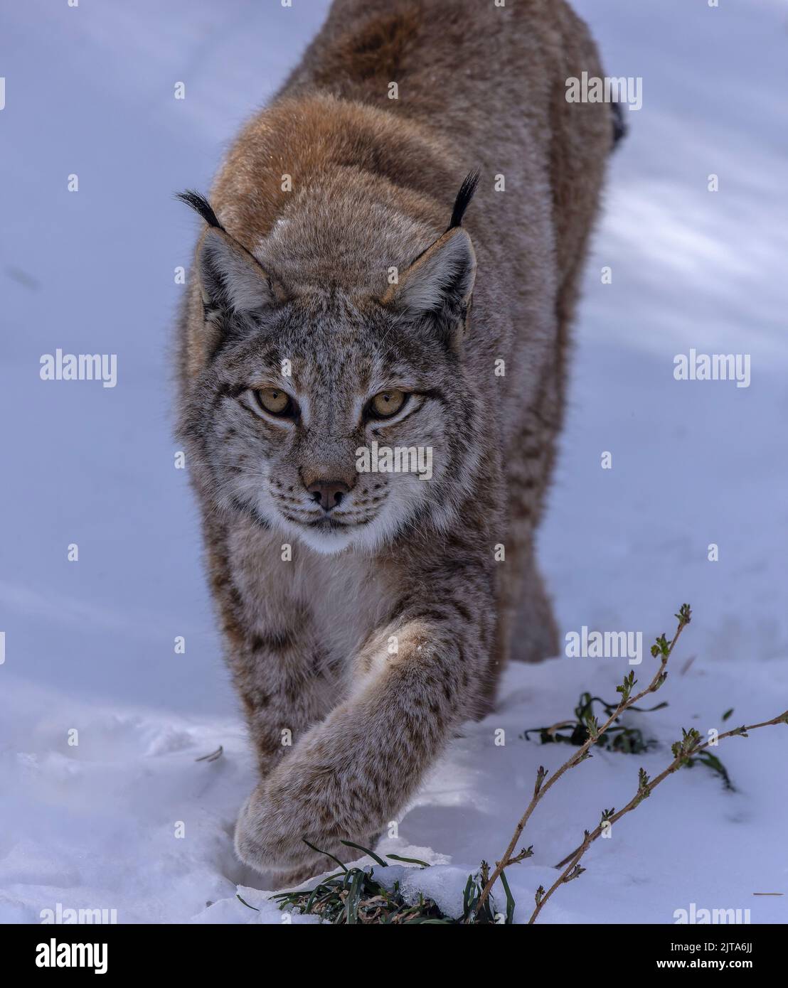 Eurasian lynx, Lynx lynx, in the snow in late winter Stock Photo - Alamy