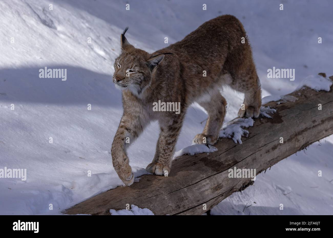Animals crossing log hi-res stock photography and images - Alamy