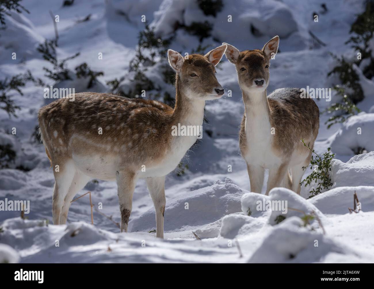 Fallow deer, Dama dama, fawn (juveniles) in snowy winter conditions ...