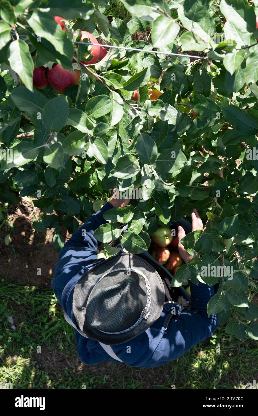 Coswig, Germany. 29th Aug, 2022. A harvester picks apples at a ...
