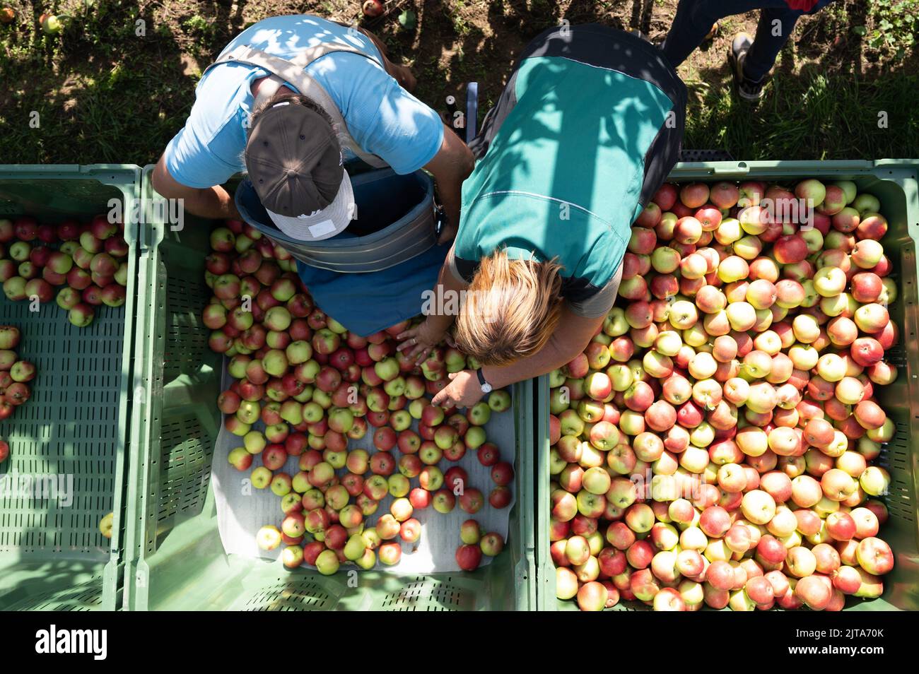Coswig, Germany. 29th Aug, 2022. A harvester tips apples into a basket ...