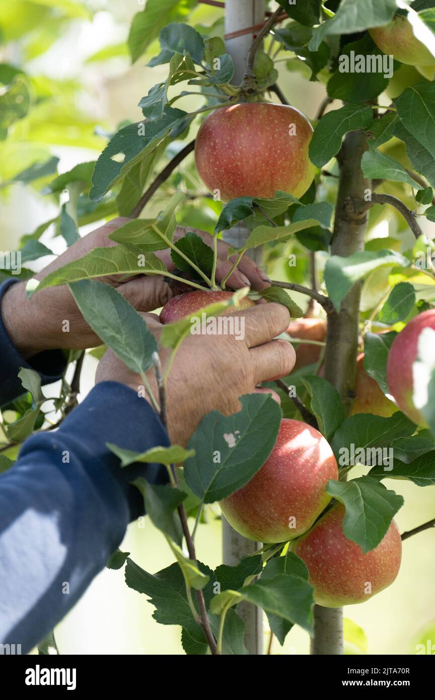 Coswig, Germany. 29th Aug, 2022. A harvester picks apples at a ...