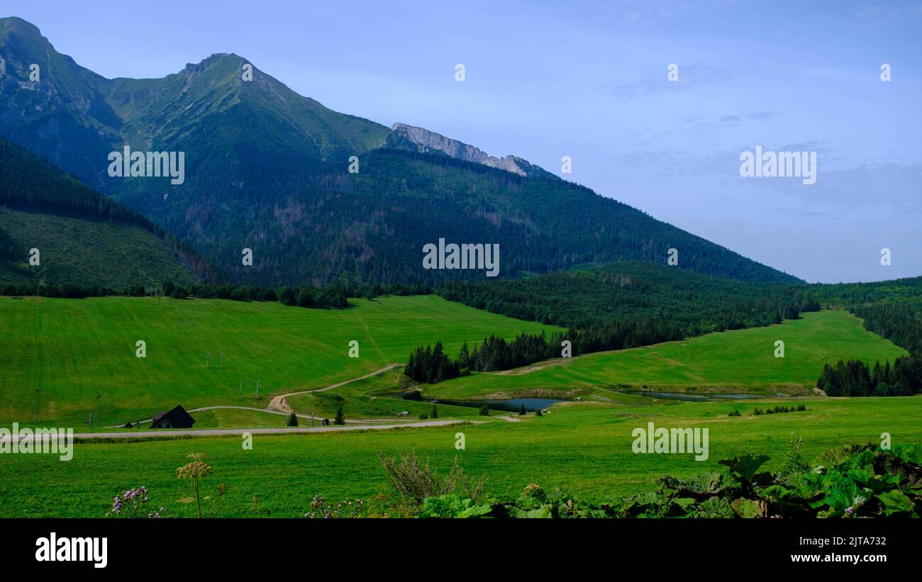 Misty horizons blue tones. Forested mountain slope in low lying cloud ...