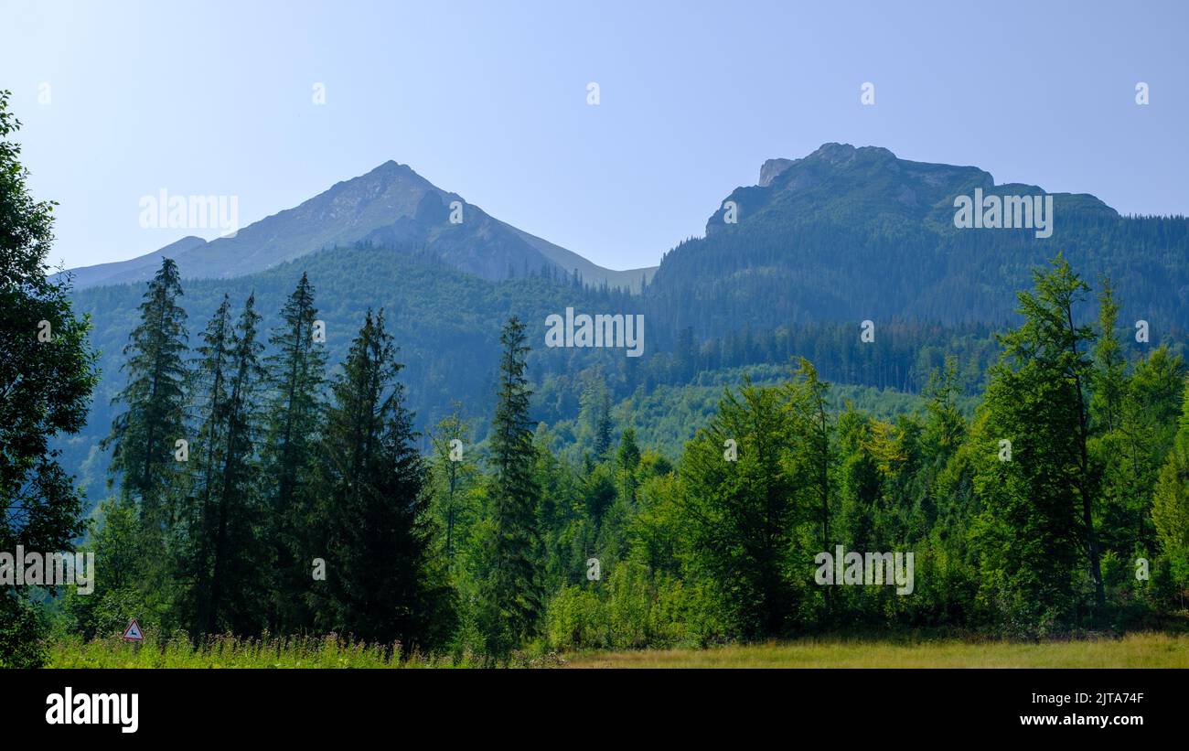 Misty horizons blue tones. Forested mountain slope in low lying cloud ...