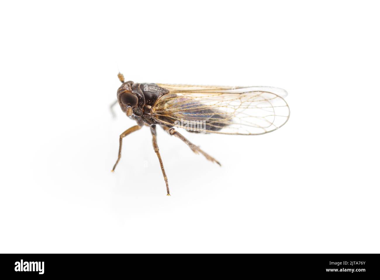 Delphacid Planthopper (Isodelphax sp.) isolated on white background ...