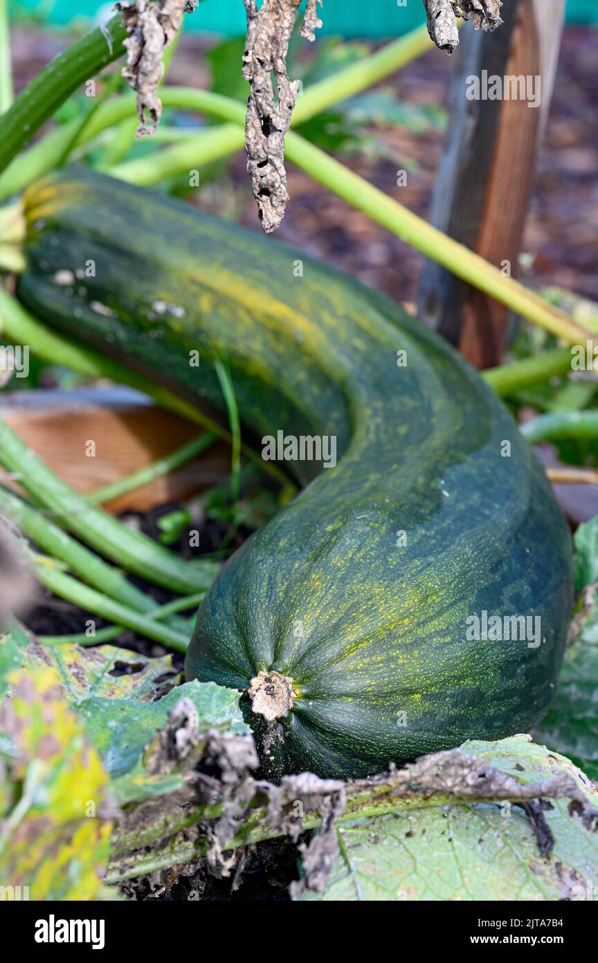big squash grown in cultivating box Kumla Sweden Stock Photo - Alamy