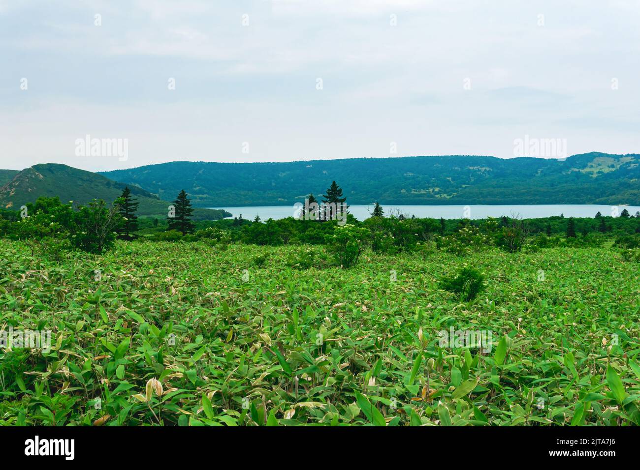natural landscape of Kunashir island, view of the Golovnin volcano ...