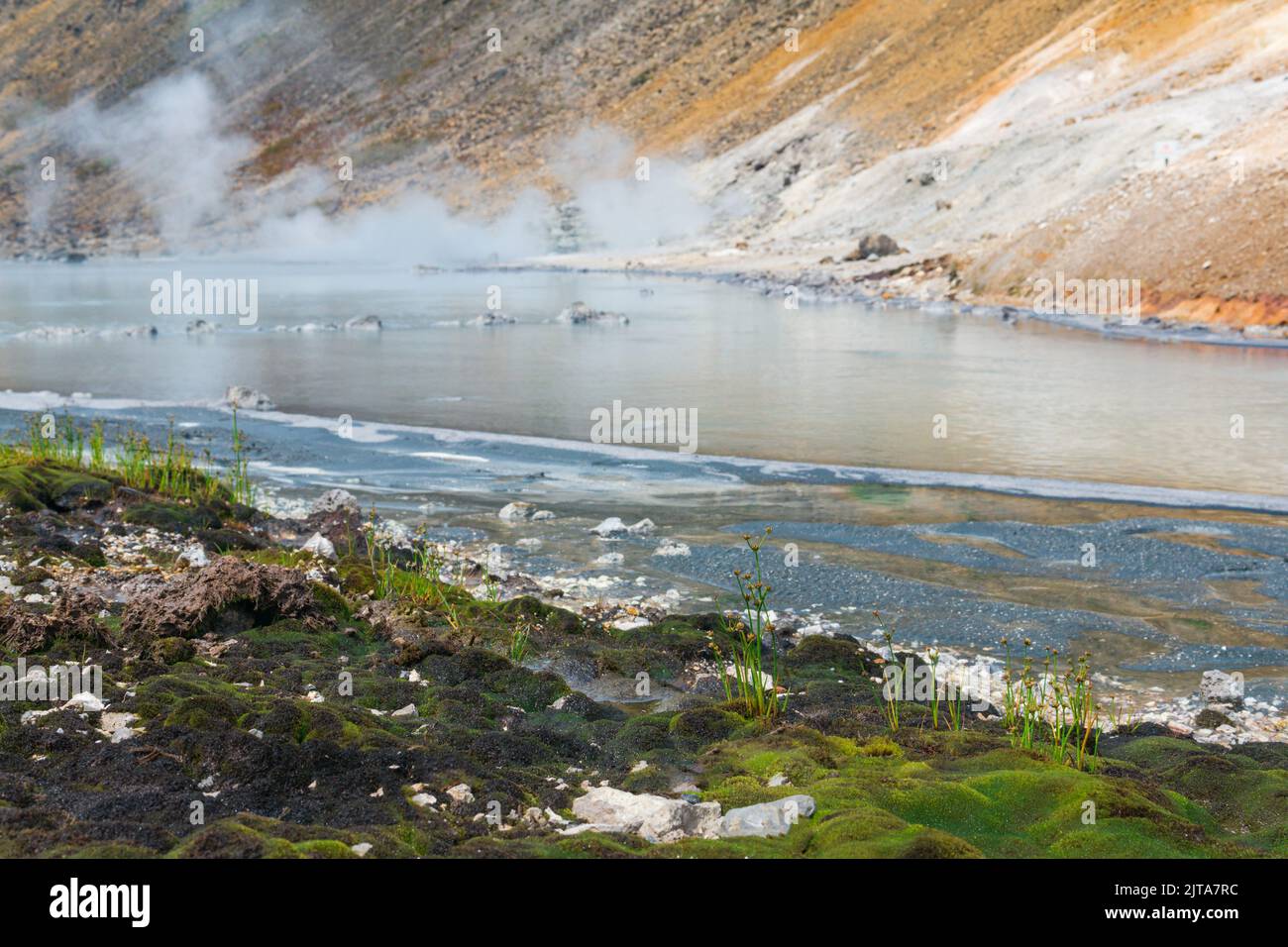 extremophilous vegetation on the shore of a hot mineralized volcanic ...