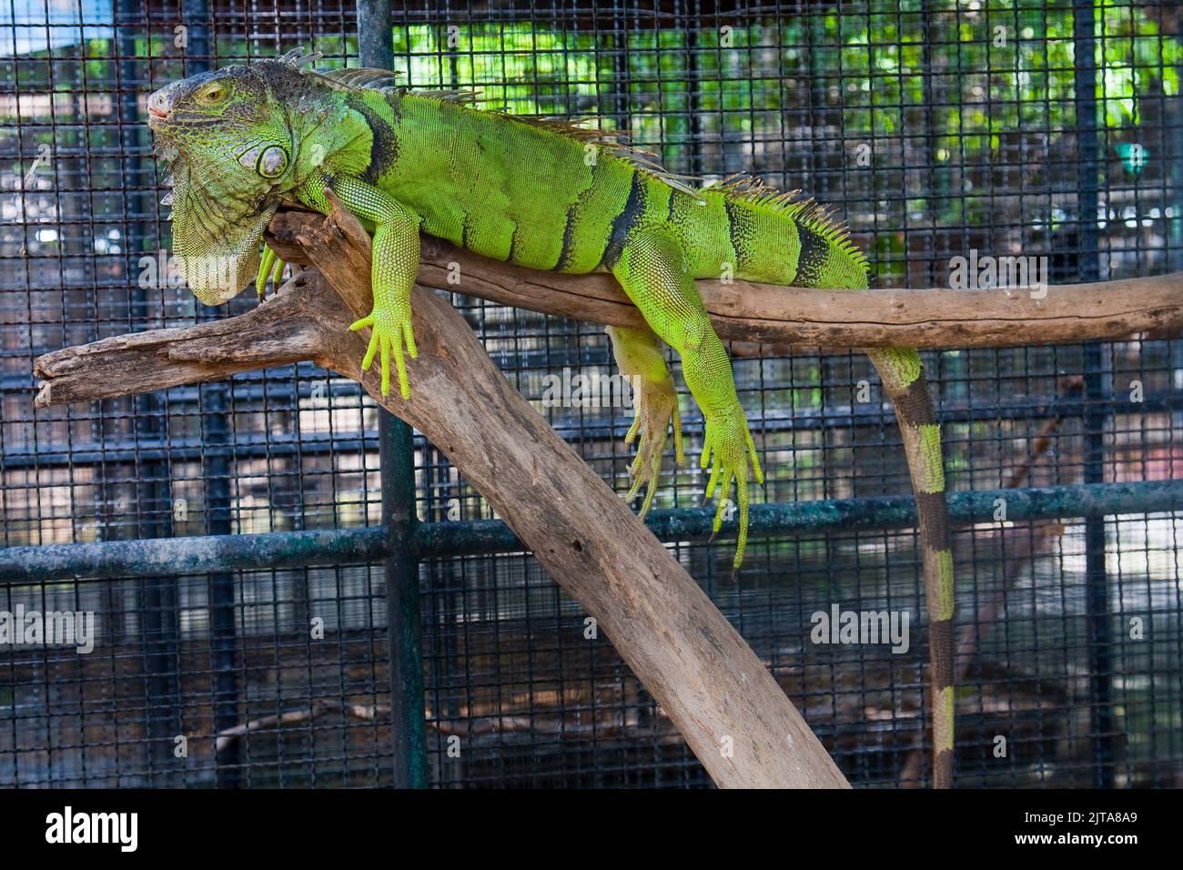 Thailand, Bangkok. Thonburi snake farm is on one of the canals and has ...