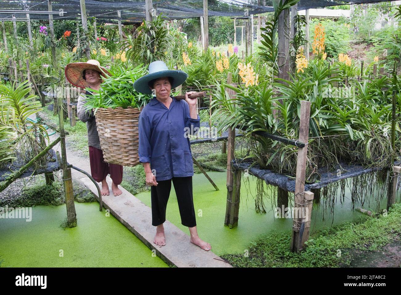 Thailand, Bangkok. Orchid farm on one of the canals of Bangkok. The ...