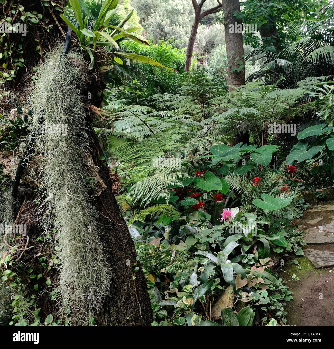 Founded by Lady Walton,wife of composer William Walton,La Mortella is ...