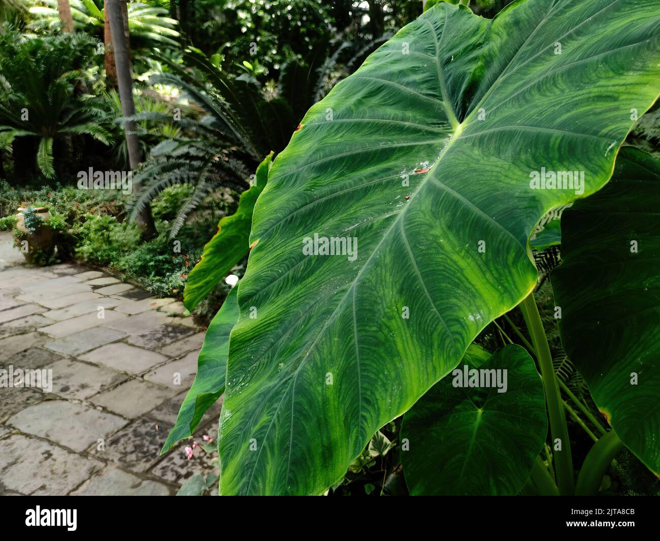 Founded by Lady Walton,wife of composer William Walton,La Mortella is ...