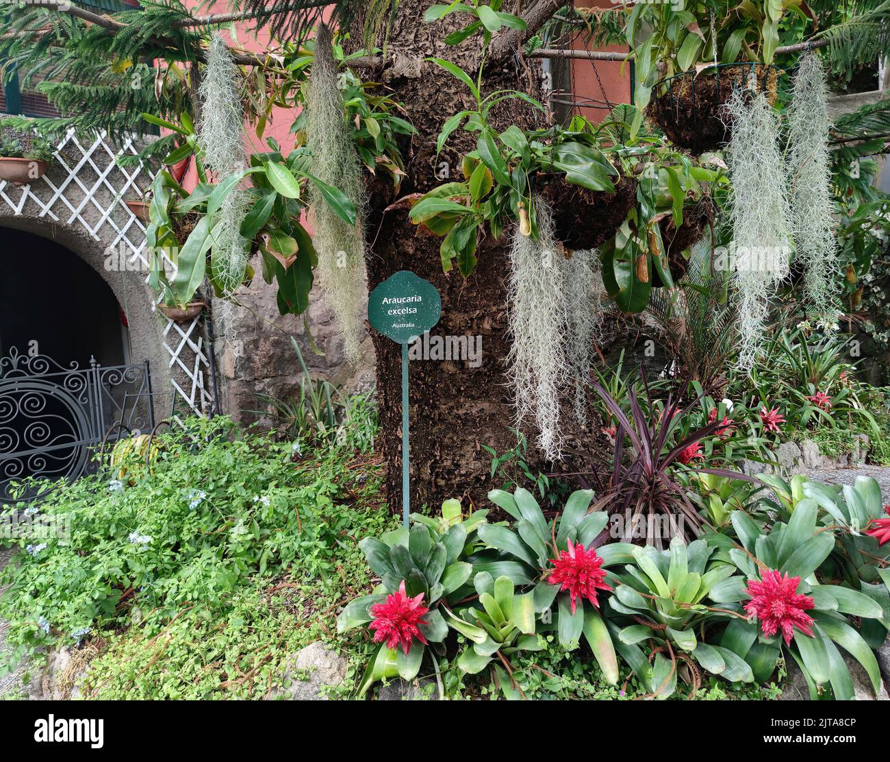Founded by Lady Walton,wife of composer William Walton,La Mortella is ...