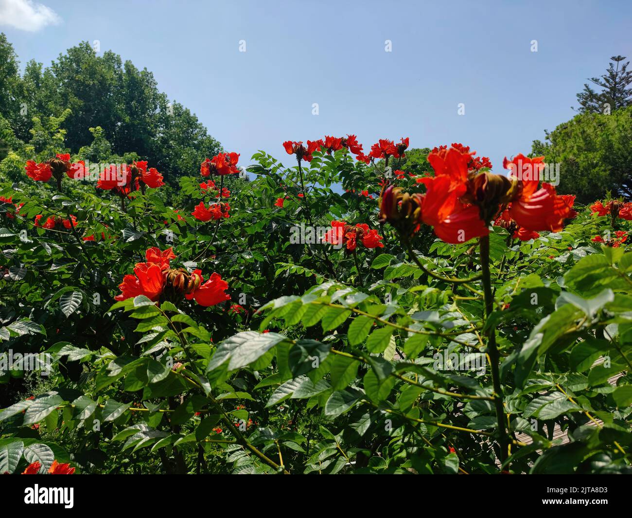 Founded by Lady Walton,wife of composer William Walton,La Mortella is ...