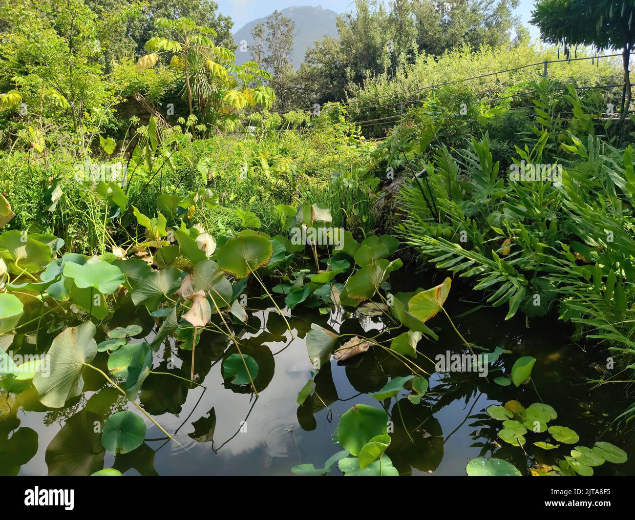 Founded by Lady Walton,wife of composer William Walton,La Mortella is ...