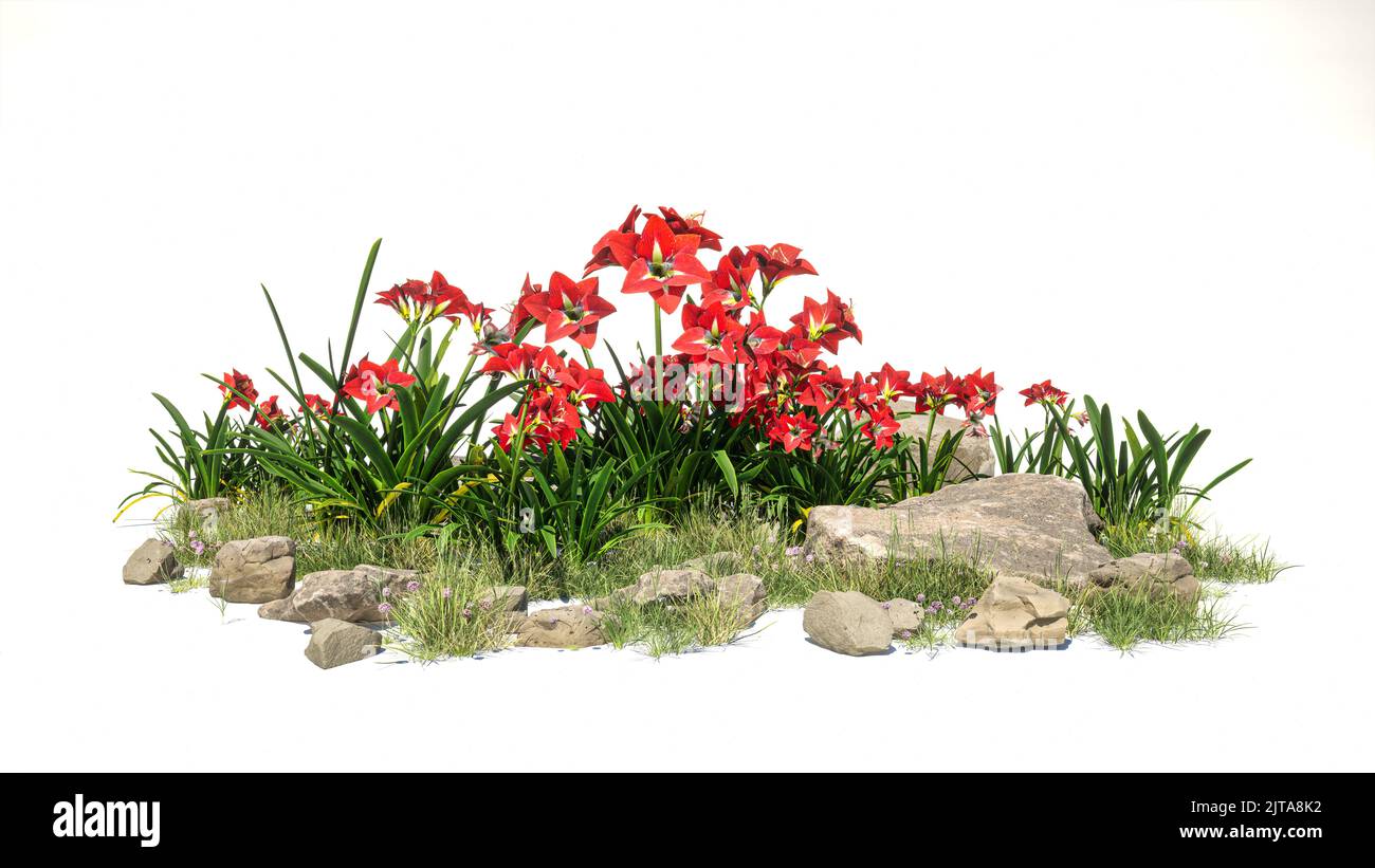 flower bush tree isolated on white Stock Photo - Alamy