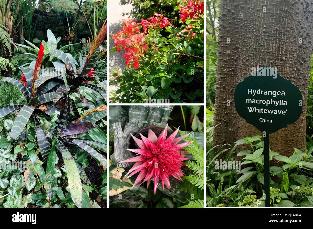Founded by Lady Walton,wife of composer William Walton,La Mortella is ...