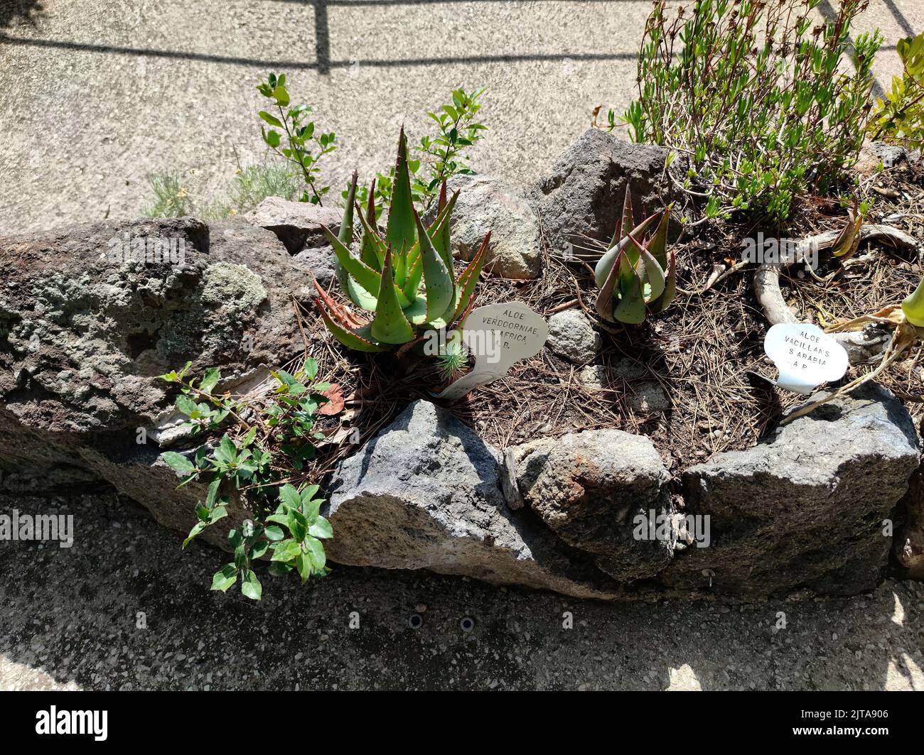 Ornamental grass succulents palm hi-res stock photography and images ...