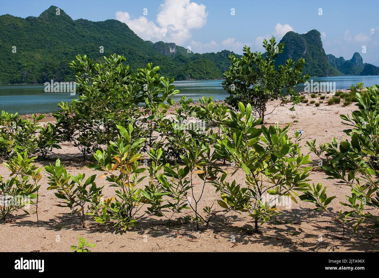 Vietnam, Halong Bay Mangrove plants near the harbour of Cat Ba city ...