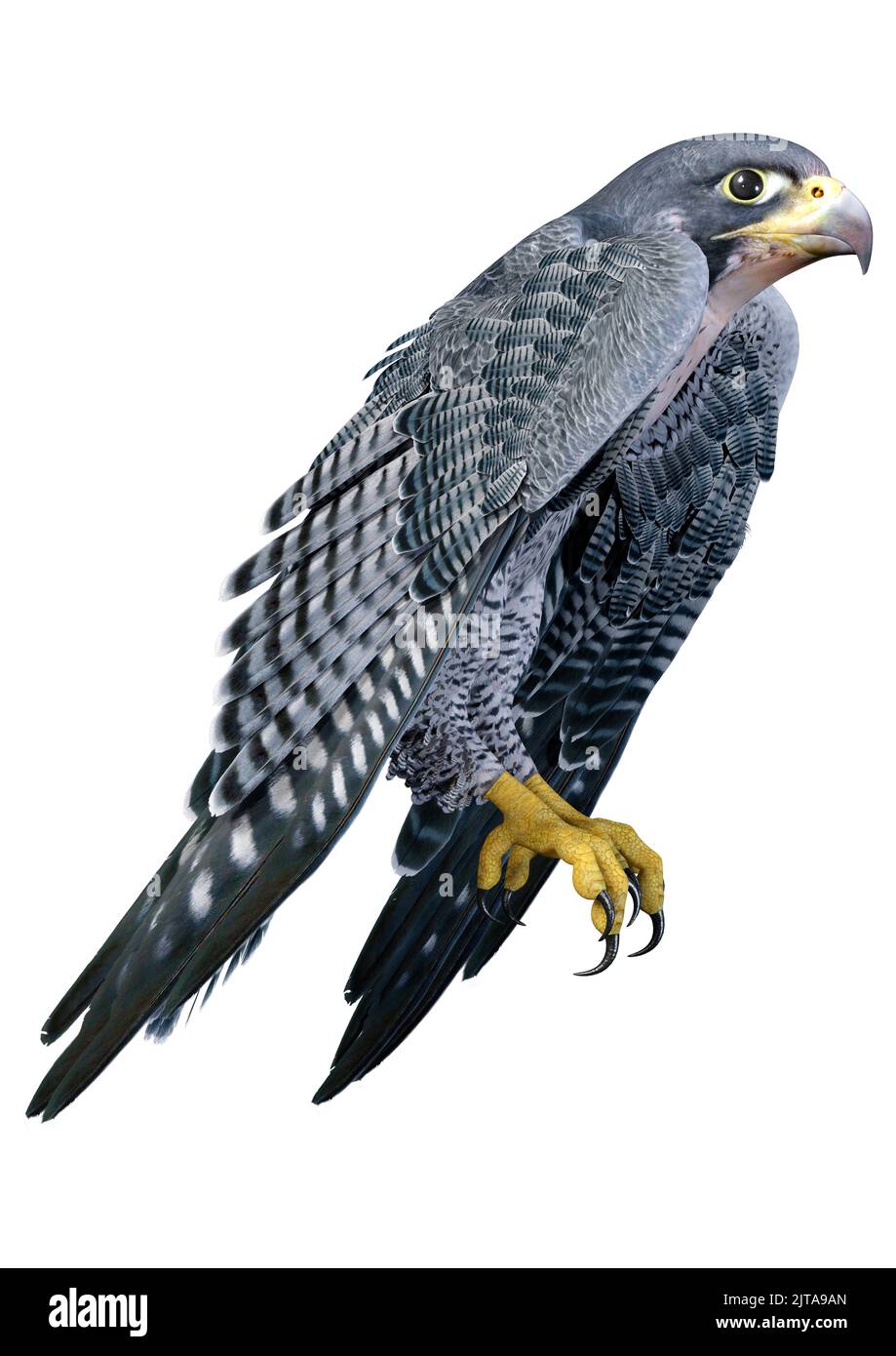 3D rendering of a falcon or bird of prey isolated on white background ...