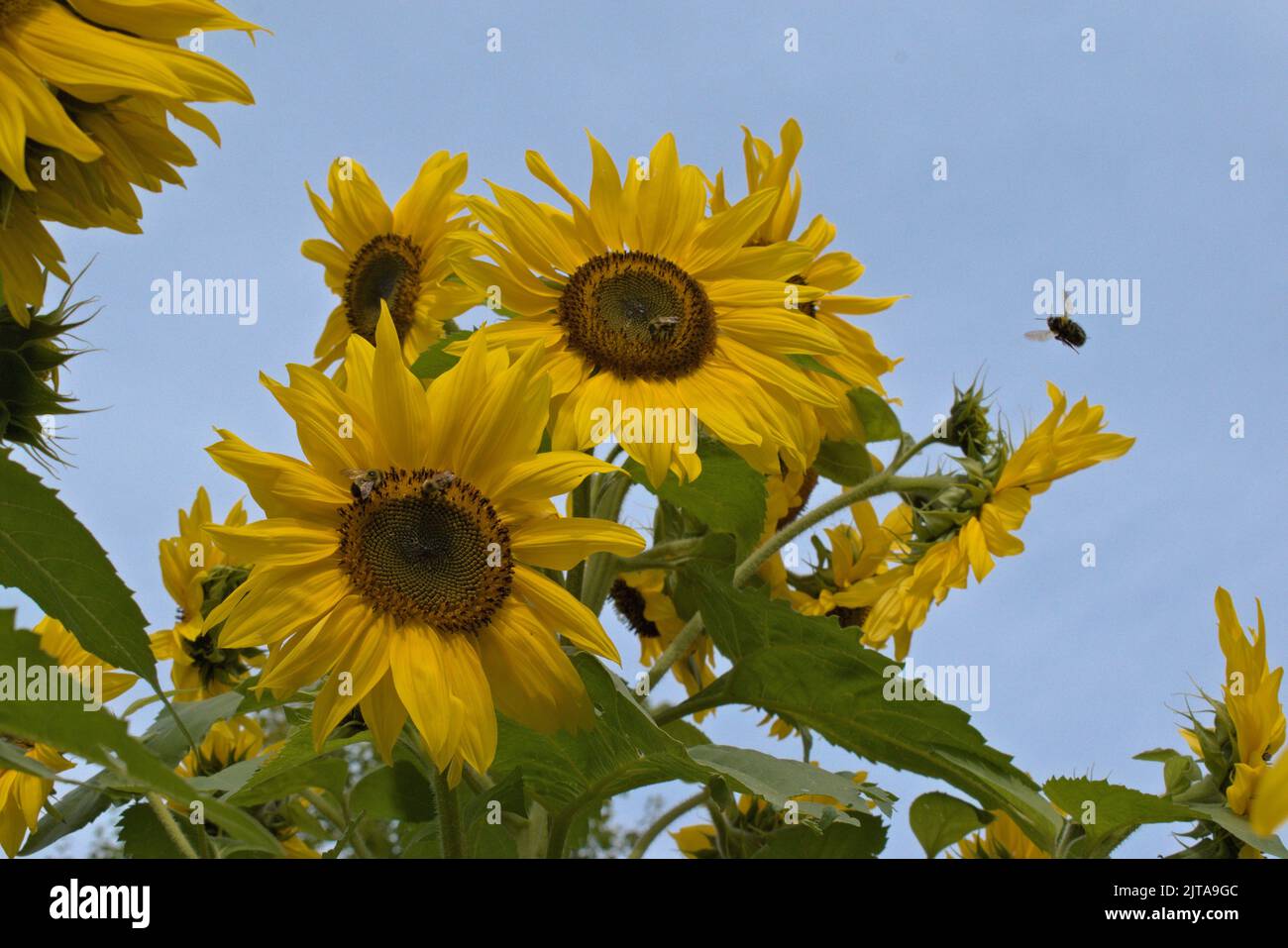 A bee flying over the yellow sunflowers against the blue sky Stock ...