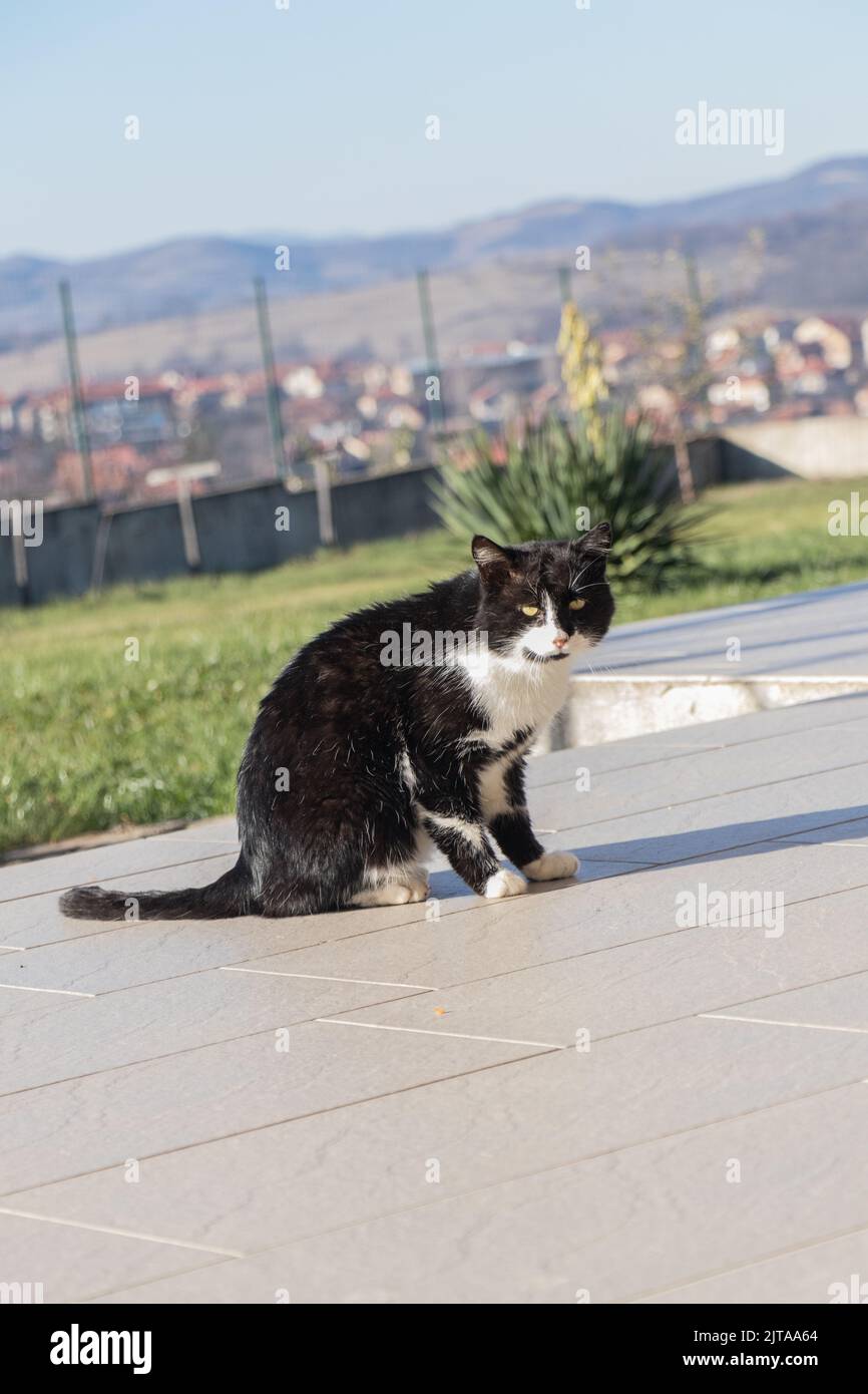 Cat under the sun hi-res stock photography and images - Alamy