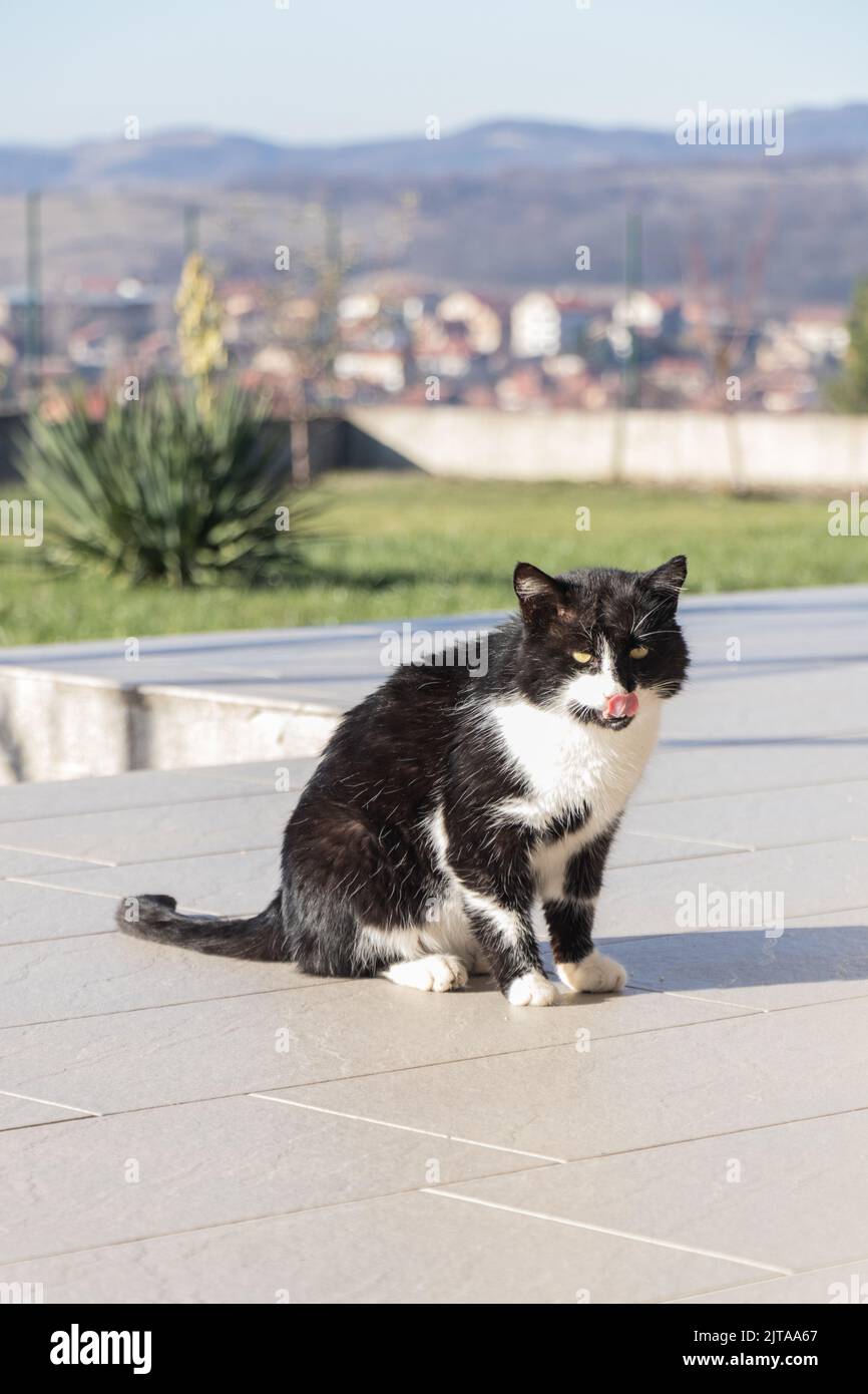 Cat under the sun hi-res stock photography and images - Alamy