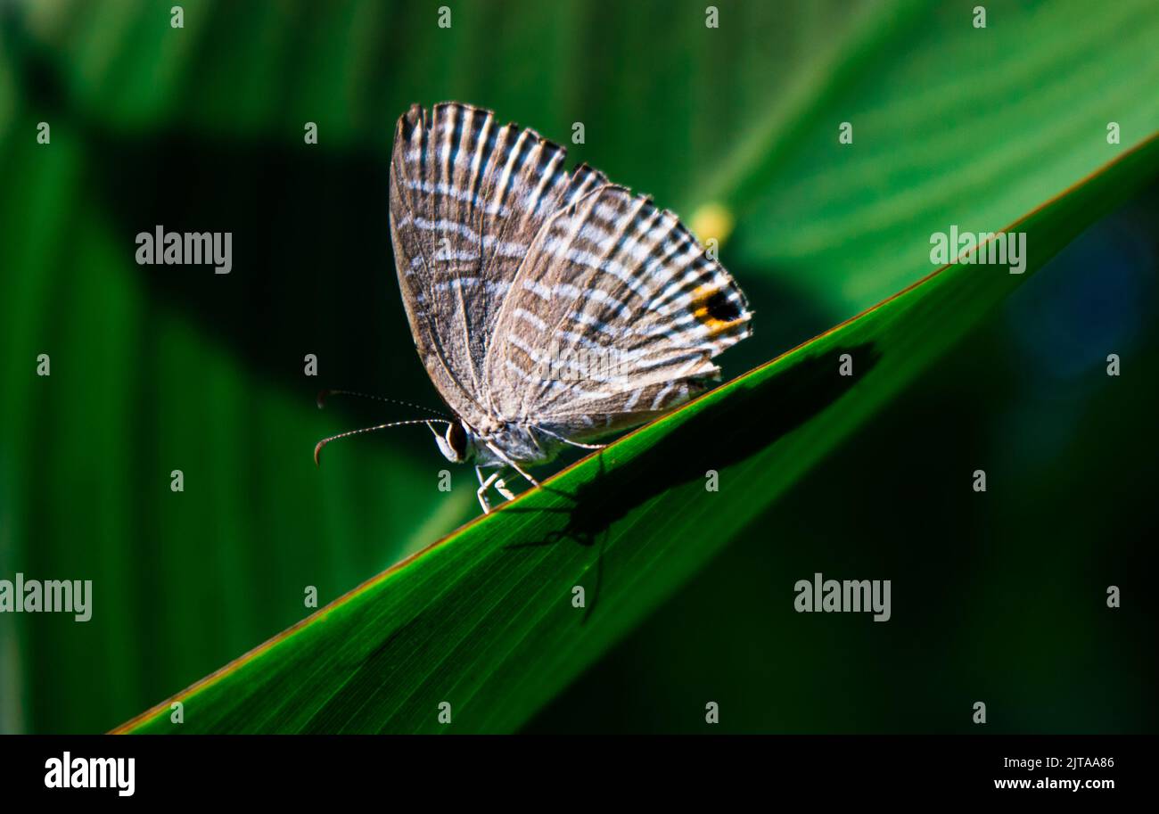 Close up picture of a tiny gray color moth Stock Photo - Alamy