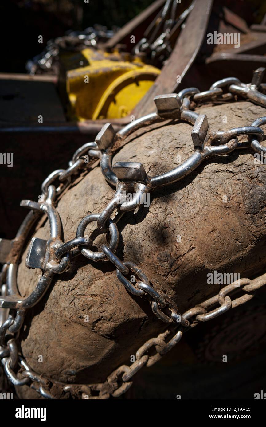 Traction chains on the big wheel of a forest log truck tree harvester ...