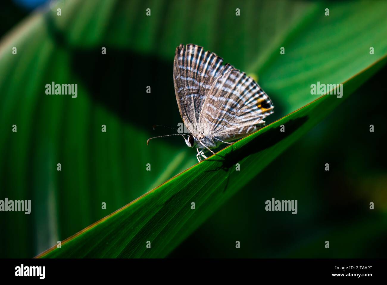 Close up picture of a tiny gray color moth Stock Photo - Alamy