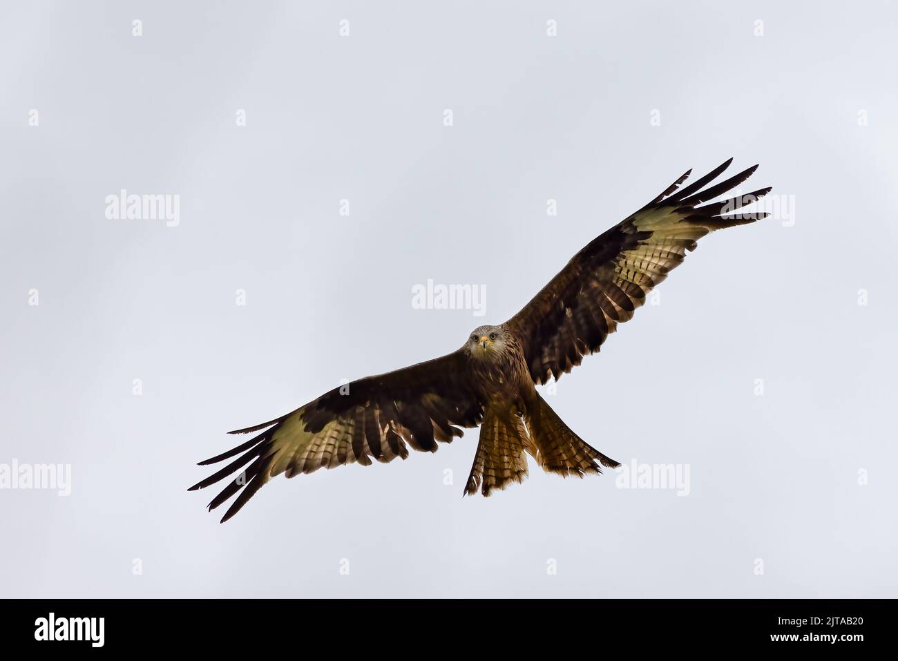 Kite hunting hi-res stock photography and images - Alamy