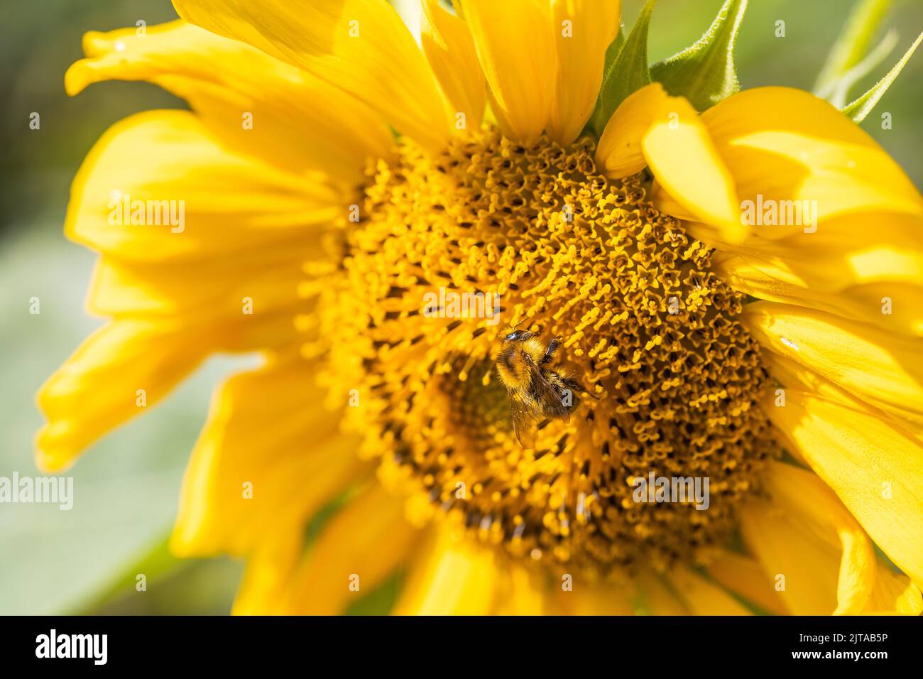 Blooming sunflower bee hi-res stock photography and images - Alamy
