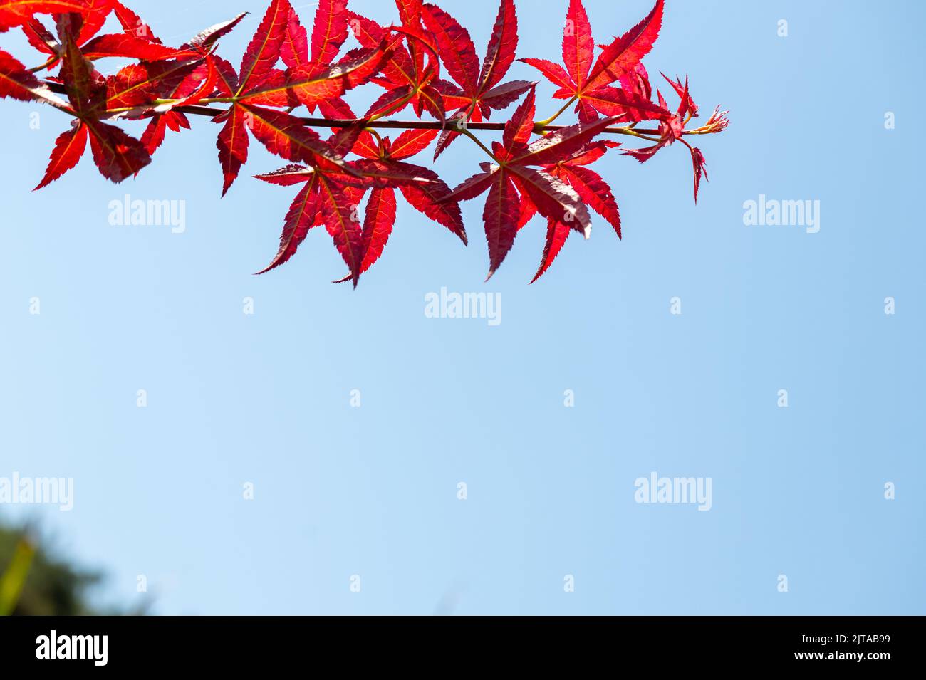 Acer japonicum, Amur maple, Japanese-maple fullmoon maple, Japan ...