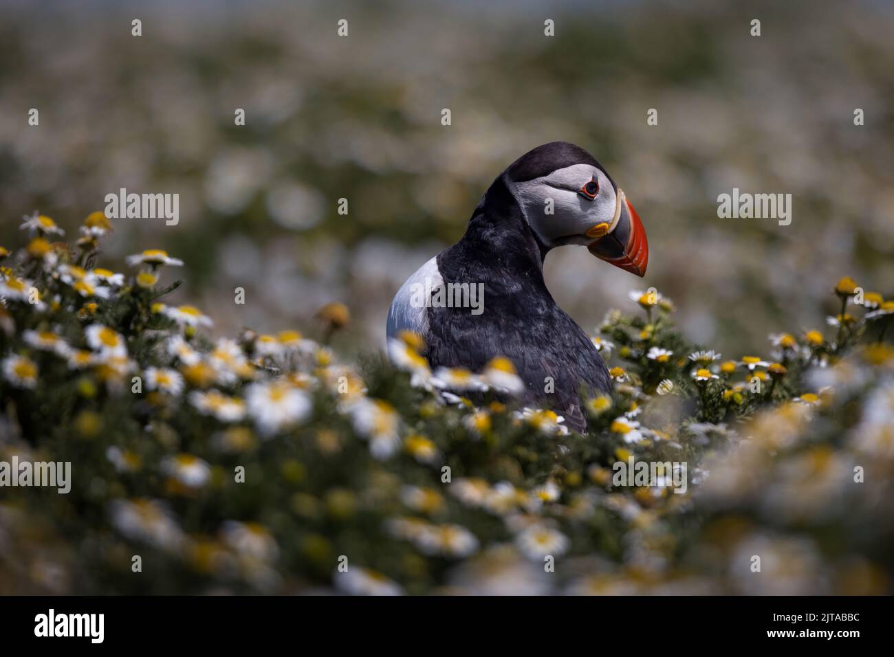 Puffins on Skomer island, Wales Stock Photo - Alamy