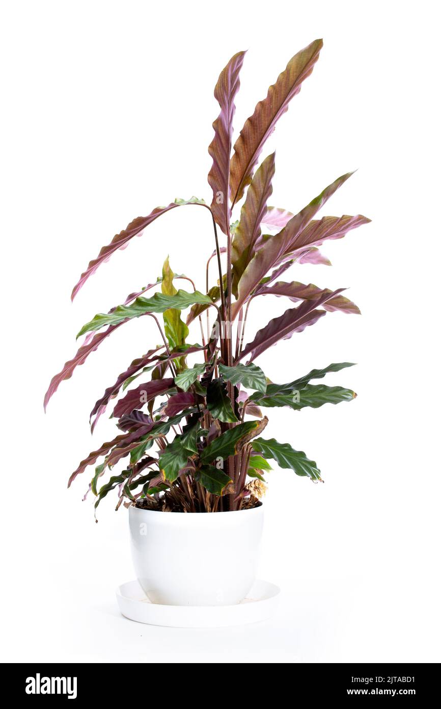 Bush room Calathea Rufibarba in a pot on a white background Stock Photo ...