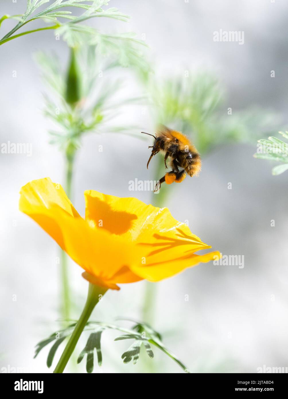 Common carder bee (Bombus pascuorum) with pollen sacs about to land on ...